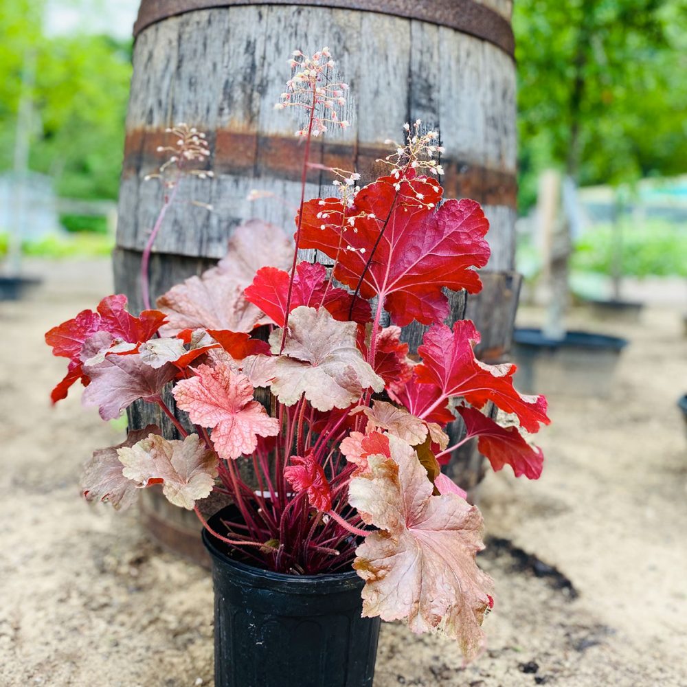 Chesapeake Native Plants for Shade | Himmel’s Garden Packages