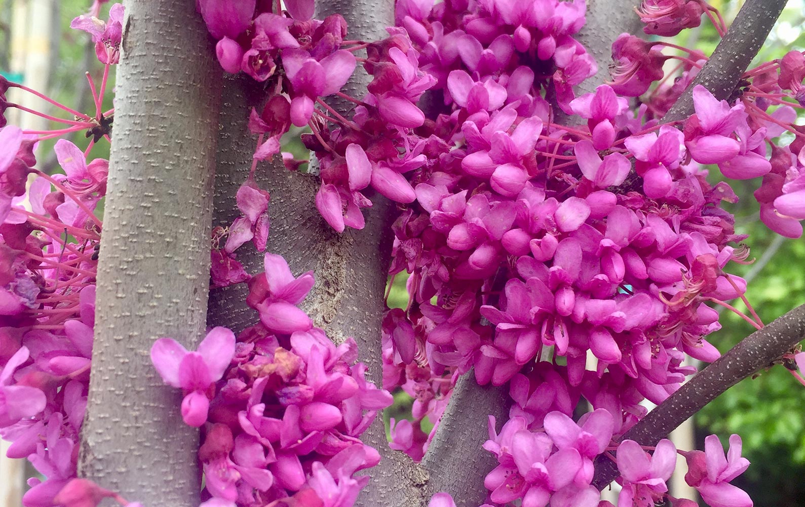 Maryland Native Plants for Sale | Himmel’s Landscape & Garden Center