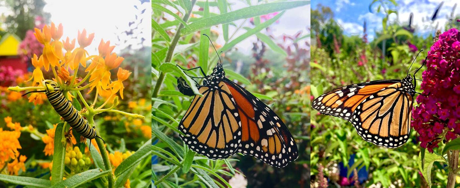 Creating a Monarch Butterfly Waystation | Himmel’s Garden Guide