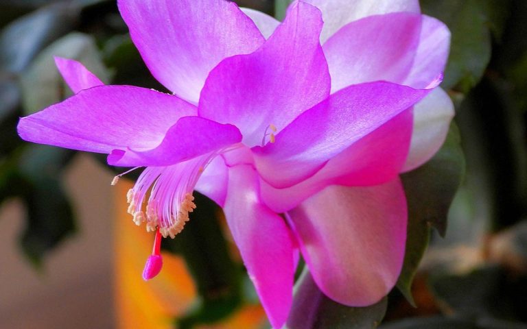 Plant of the Week: Christmas Cactus Guide | Himmel’s Garden Tips