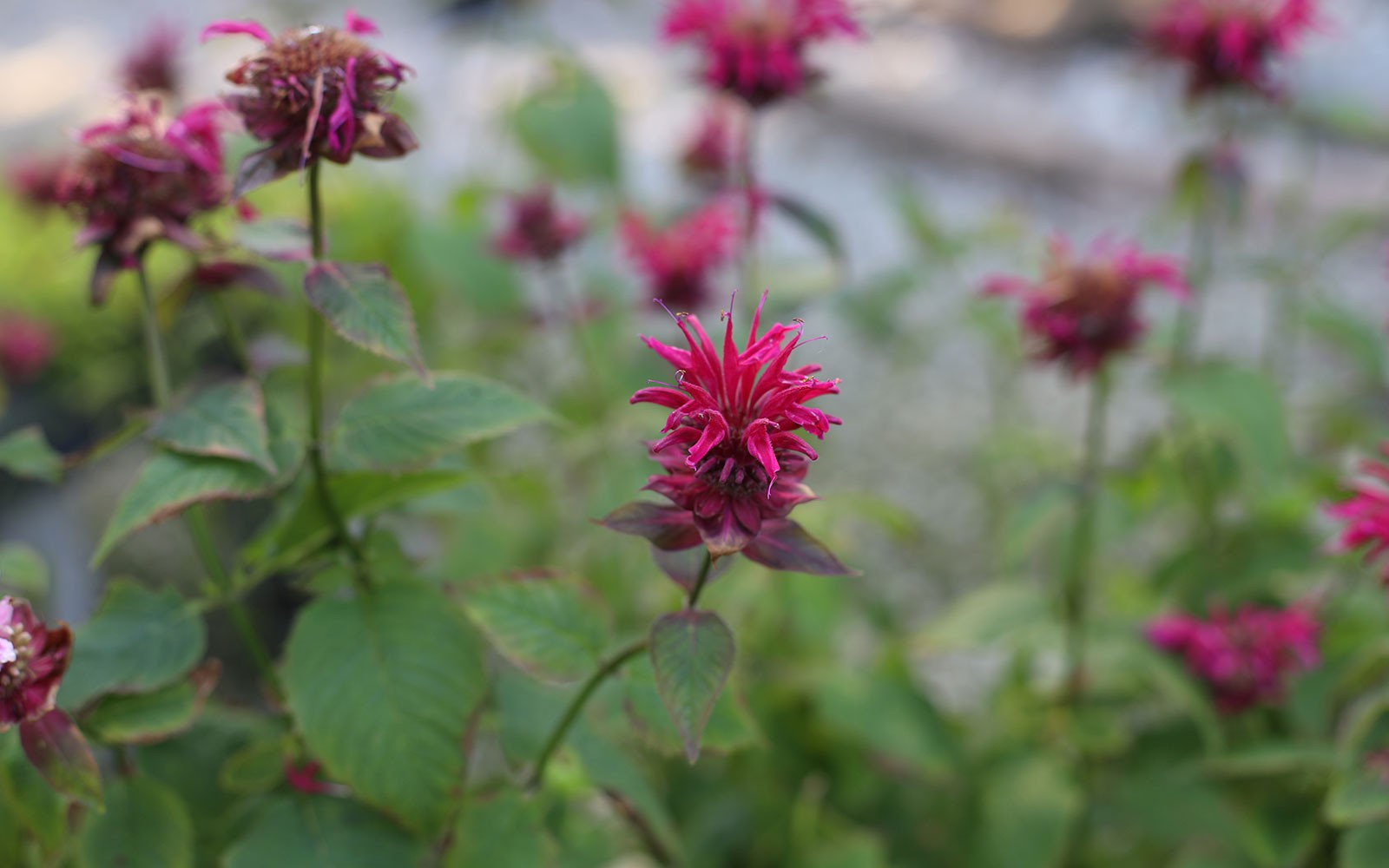 Maryland Native Plants for Sale | Himmel’s Landscape & Garden Center